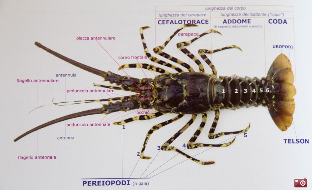Distinguere una vongola verace e uno scampo fresco in 16 punti