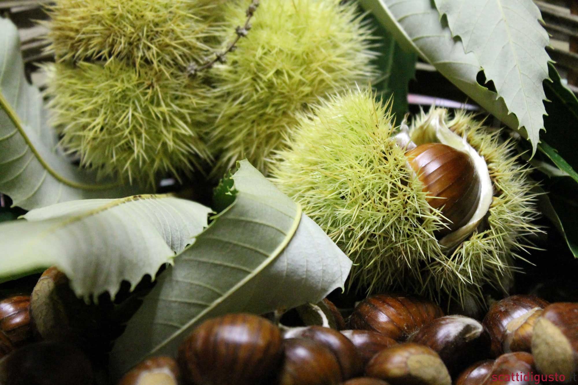 Castagne. Prove di Natale con la migliore ricetta dei ravioli dolci