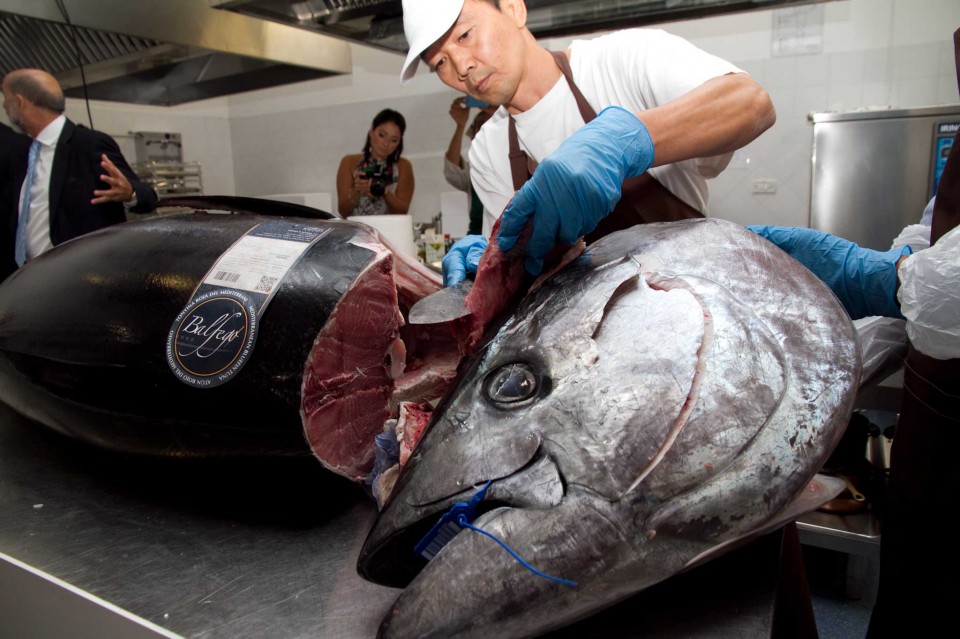 Tonno rosso e tonno a pinne gialle: la guida per scegliere il migliore