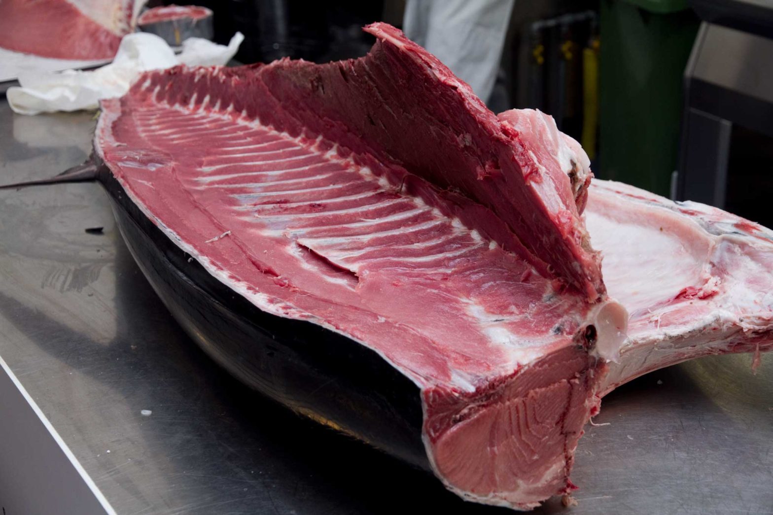 Tonno rosso e tonno a pinne gialle: la guida per scegliere il migliore