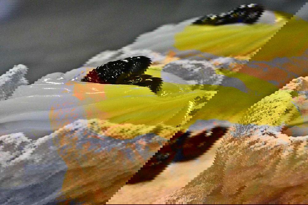 Zeppole di San Giuseppe: guida a 10 imperdibili pasticcerie a Napoli