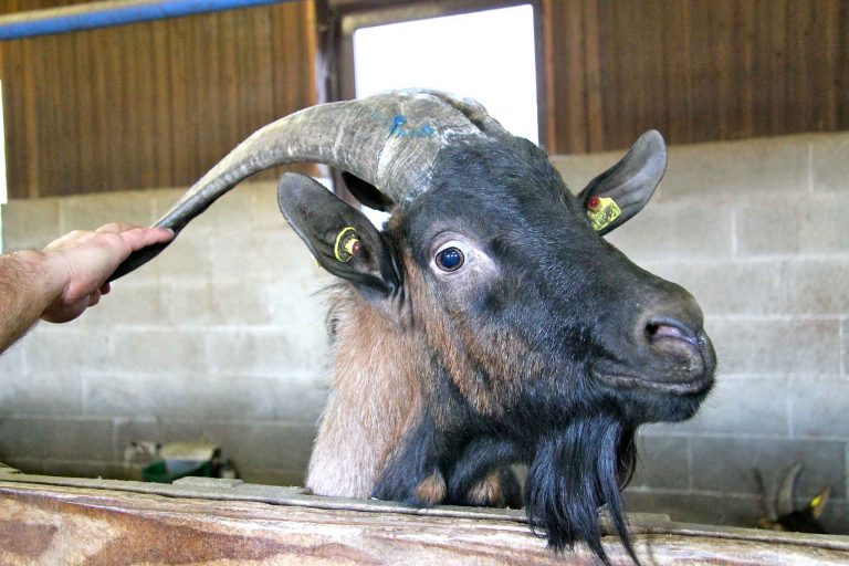 Il migliore formaggio di capra lo trovi alla Chèvre Heureuse in Valle d ...