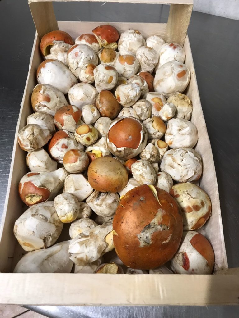 I 10 funghi commestibili più pregiati: mangiarli a Roma e Milano