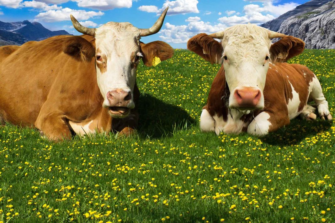 5 ottimi motivi per adottare una mucca e ricevere burro e formaggi