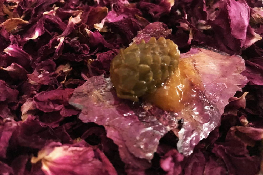 Wild food. Cos'è e dove praticare foraging, cucina selvatica e delivery