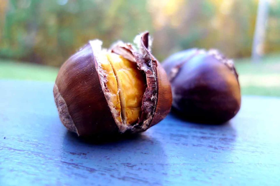 Castagne e marroni: differenze, varietà, ricette e i migliori usi in cucina