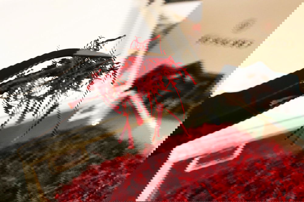 Zafferano. Prezzo, ricette, coltivazione e 10 cose da sapere