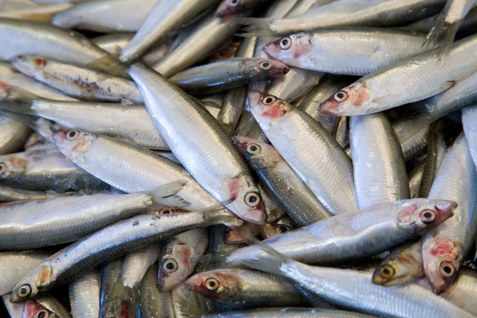 Pasta con le sarde, ricetta del primo piatto storico palermitano